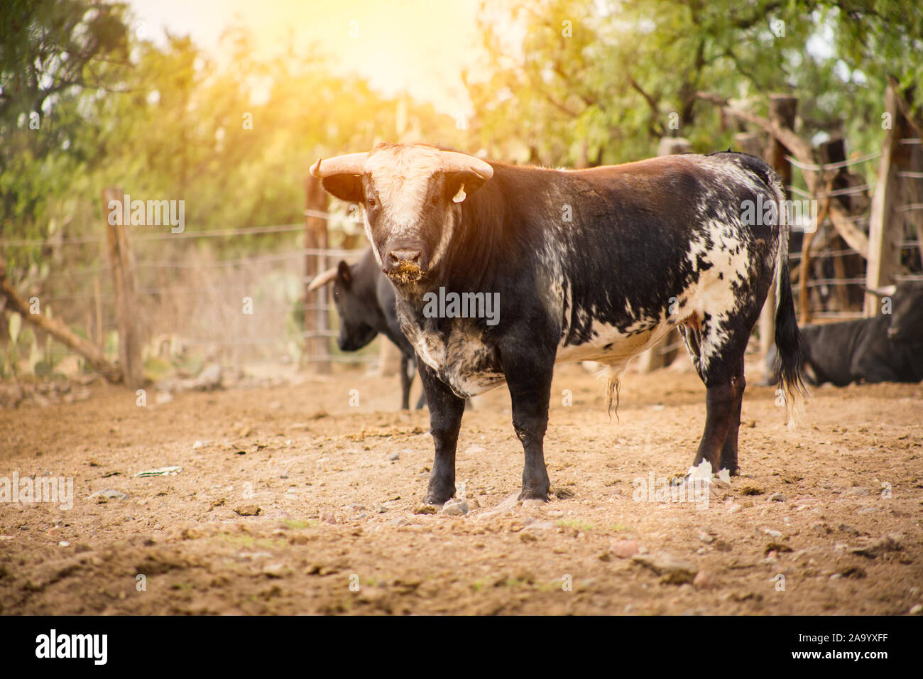 Bulls in a cattle raising ranch in mexico Stock Photo - Alamy