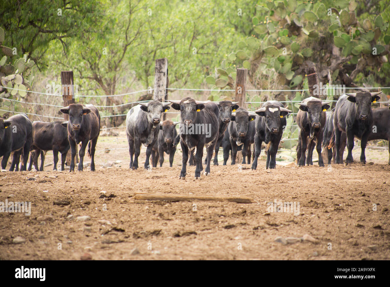 Bulls in a cattle raising ranch in mexico Stock Photo - Alamy