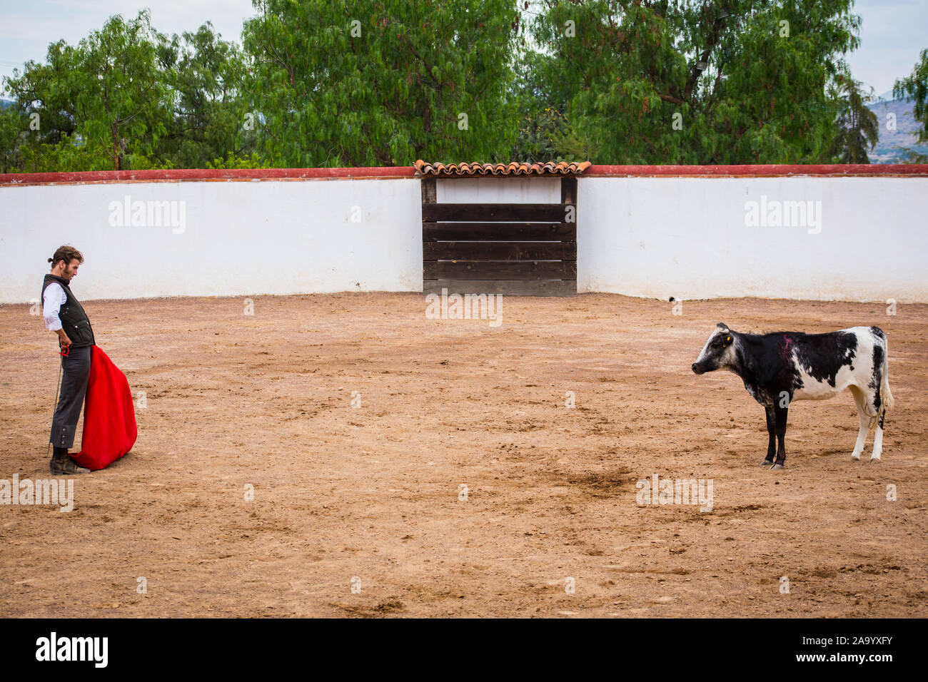 Spanish mexican bullfighter testing calf in a cattle raising ranch ...