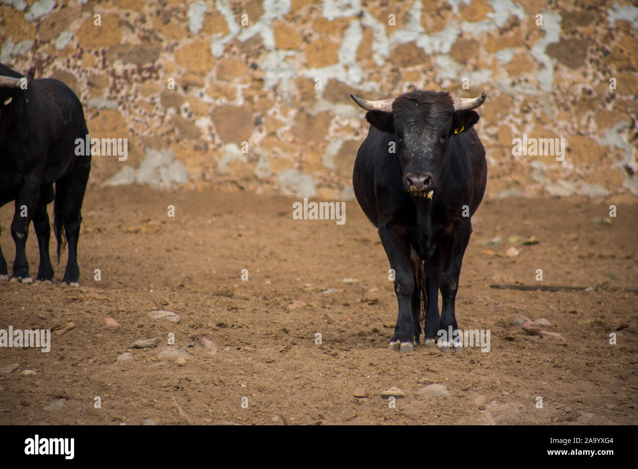 Bulls in a cattle raising ranch in mexico Stock Photo - Alamy