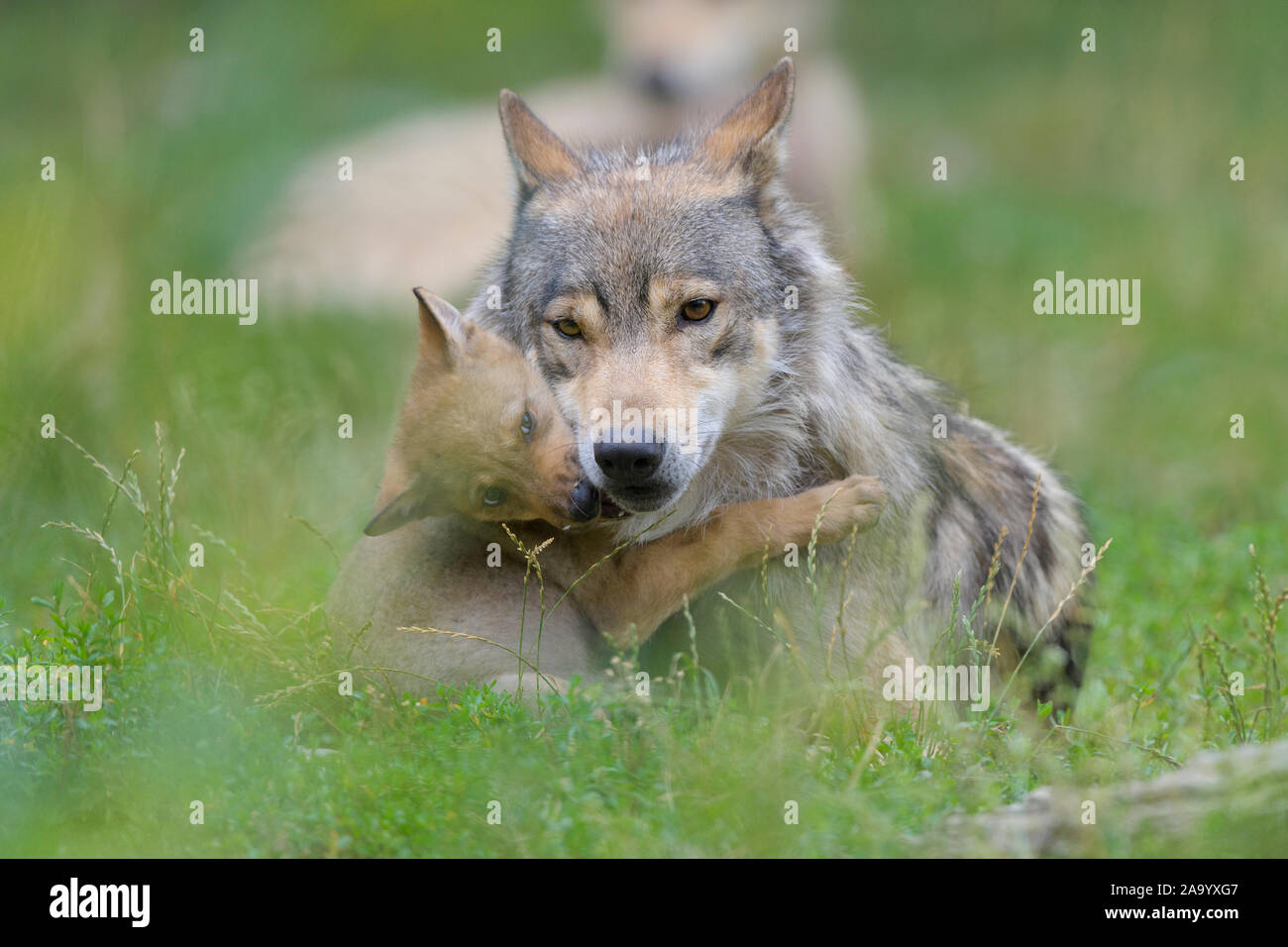 Wolf, Canis lupus, adult with cub Stock Photo - Alamy