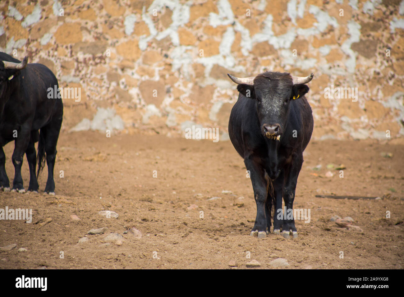 Bulls in a cattle raising ranch in mexico Stock Photo - Alamy