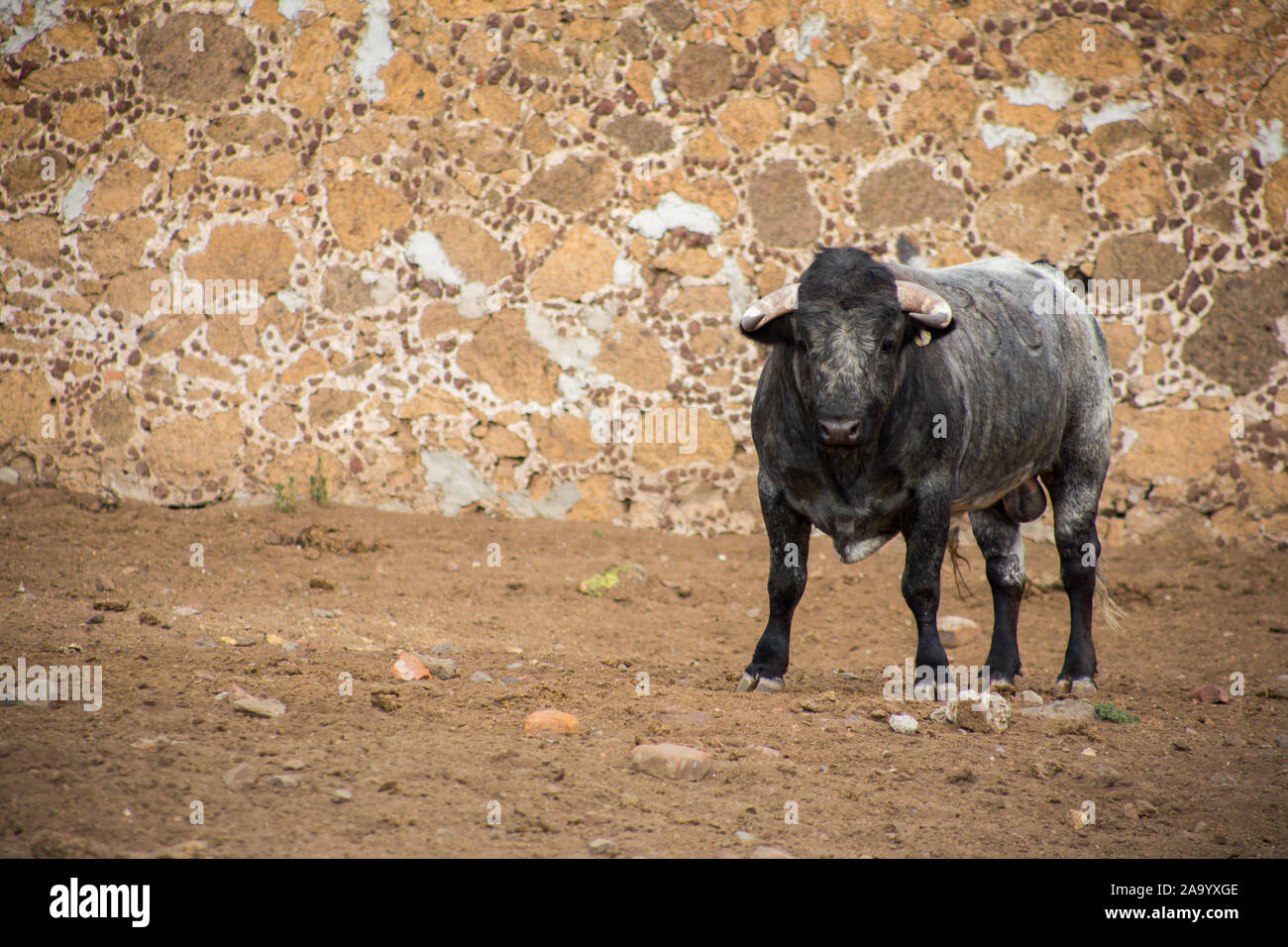 Bulls in a cattle raising ranch in mexico Stock Photo - Alamy