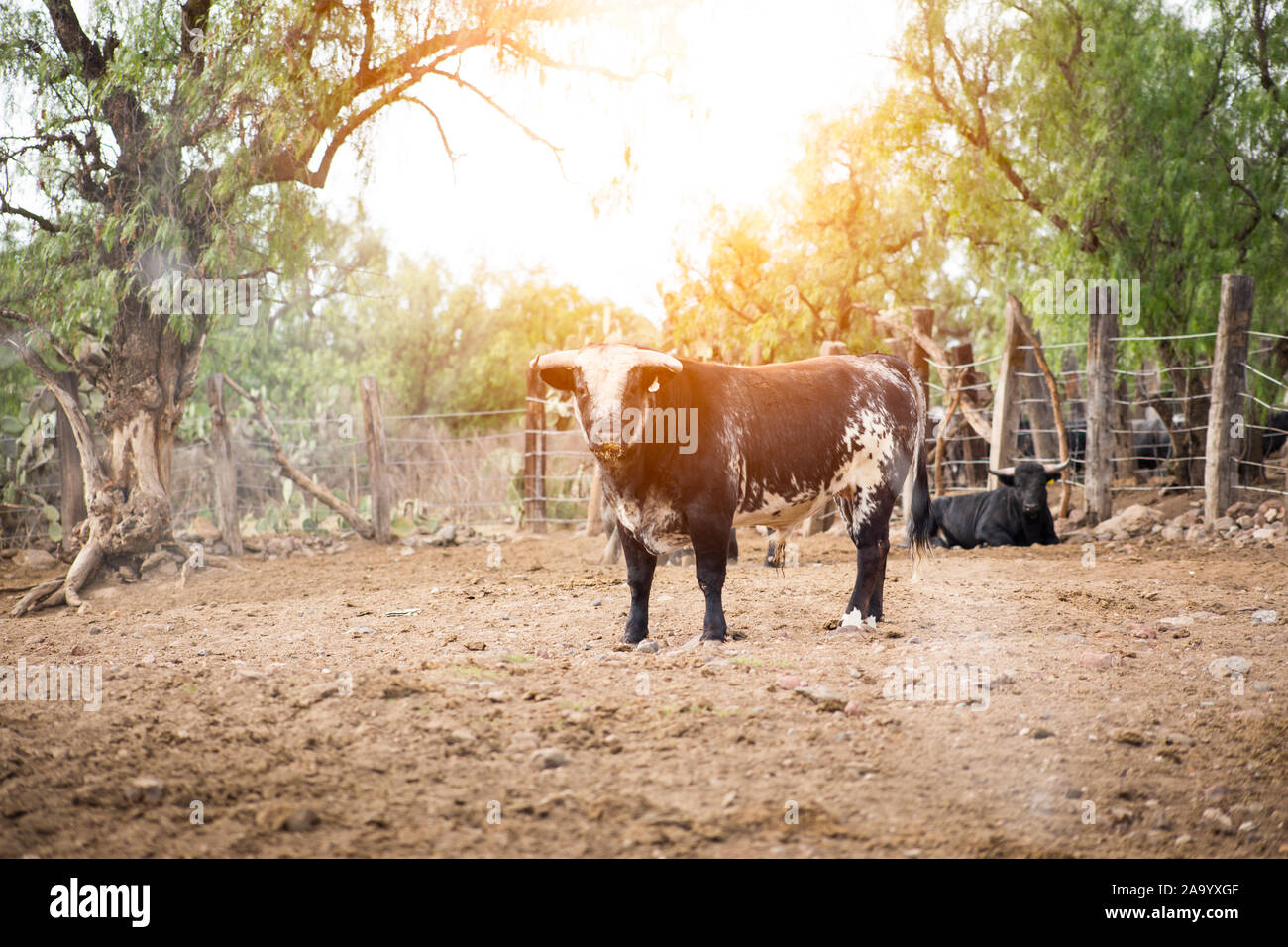 Bulls in a cattle raising ranch in mexico Stock Photo - Alamy