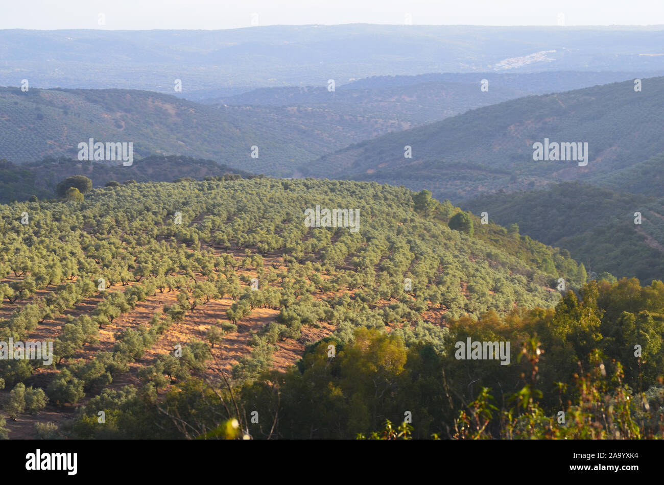 Native southern spanish olive hi-res stock photography and images - Alamy