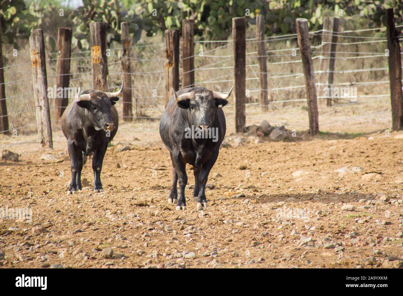 Bulls in a cattle raising ranch in mexico Stock Photo - Alamy