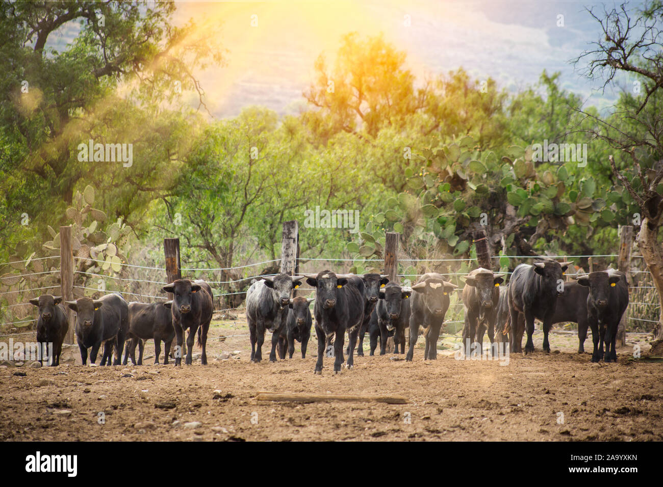 Bulls in a cattle raising ranch in mexico Stock Photo - Alamy