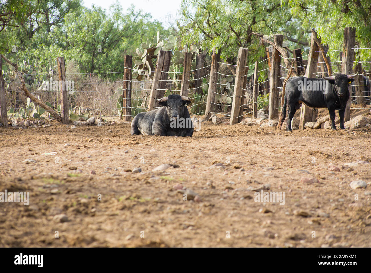 Bulls in a cattle raising ranch in mexico Stock Photo - Alamy