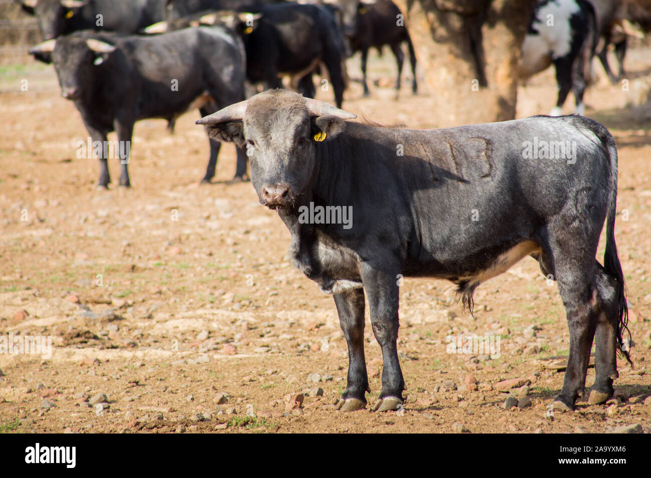 Bulls in a cattle raising ranch in mexico Stock Photo - Alamy