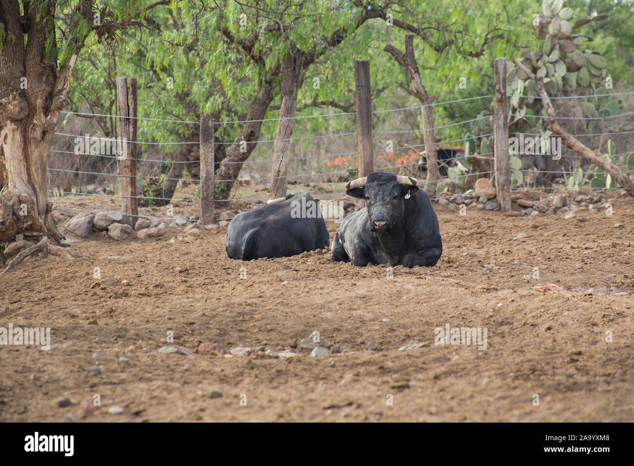 Bulls in a cattle raising ranch in mexico Stock Photo - Alamy