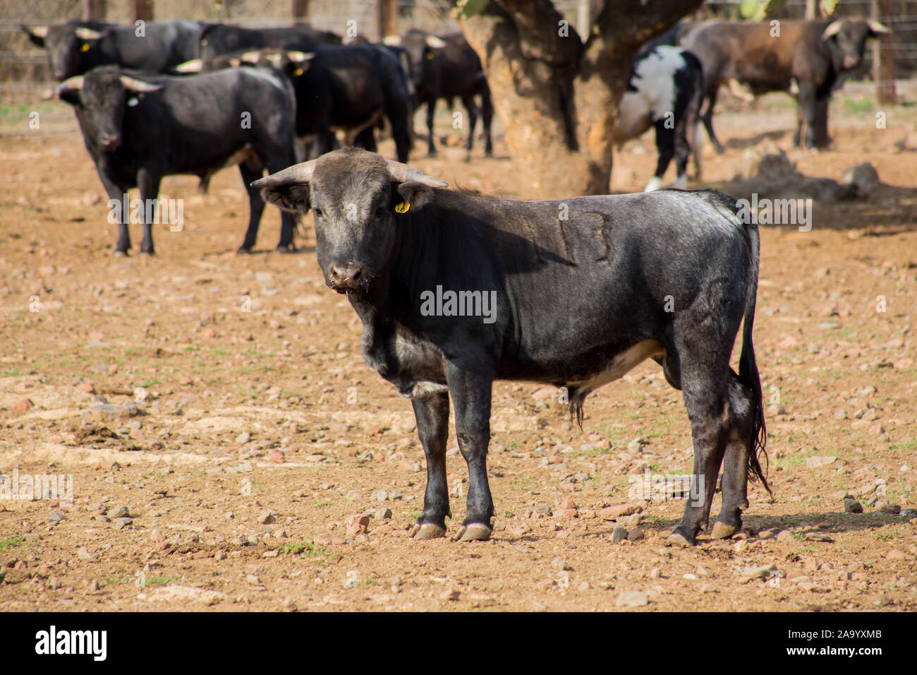 Bulls in a cattle raising ranch in mexico Stock Photo - Alamy