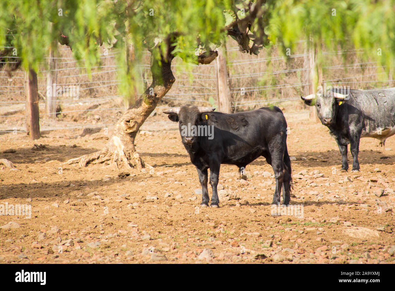 Bulls in a cattle raising ranch in mexico Stock Photo - Alamy