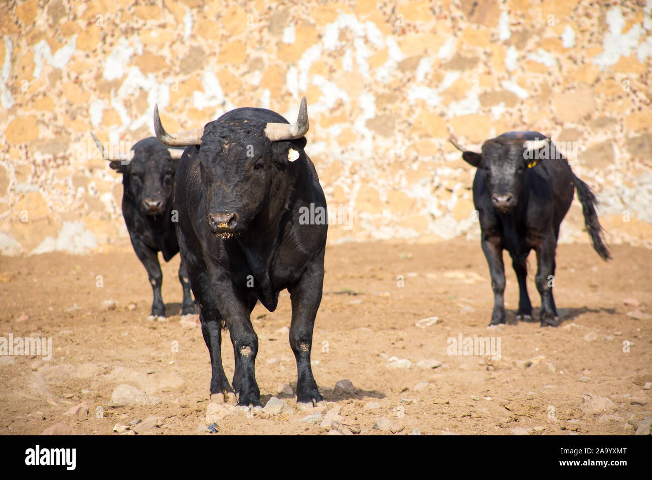 Bulls in a cattle raising ranch in mexico Stock Photo - Alamy
