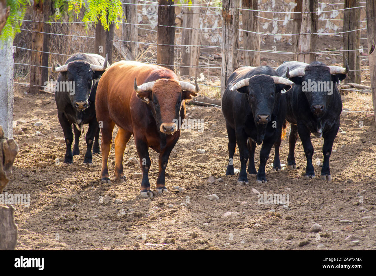 Bulls in a cattle raising ranch in mexico Stock Photo - Alamy