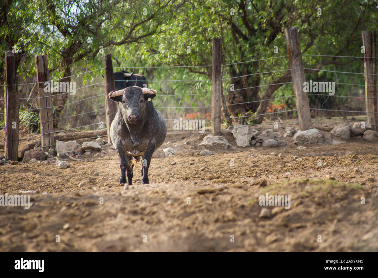 Bulls in a cattle raising ranch in mexico Stock Photo - Alamy