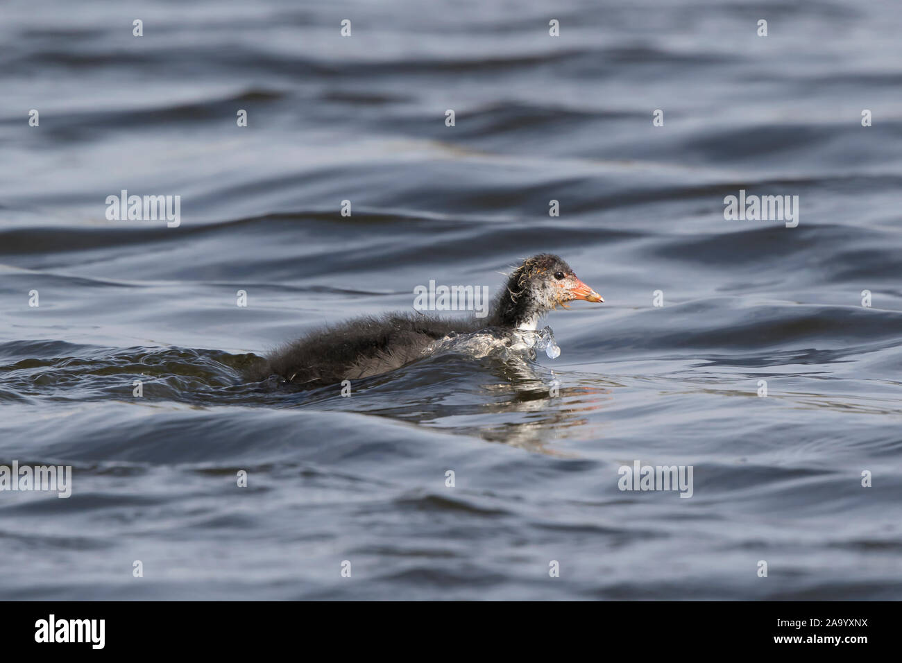 Close up of wild, UK coot chick (Fulica atra) isolated, swimming in ...