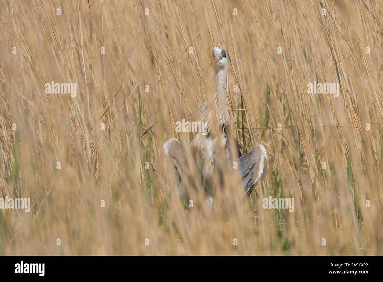 Hide and seek and uk hi-res stock photography and images - Alamy
