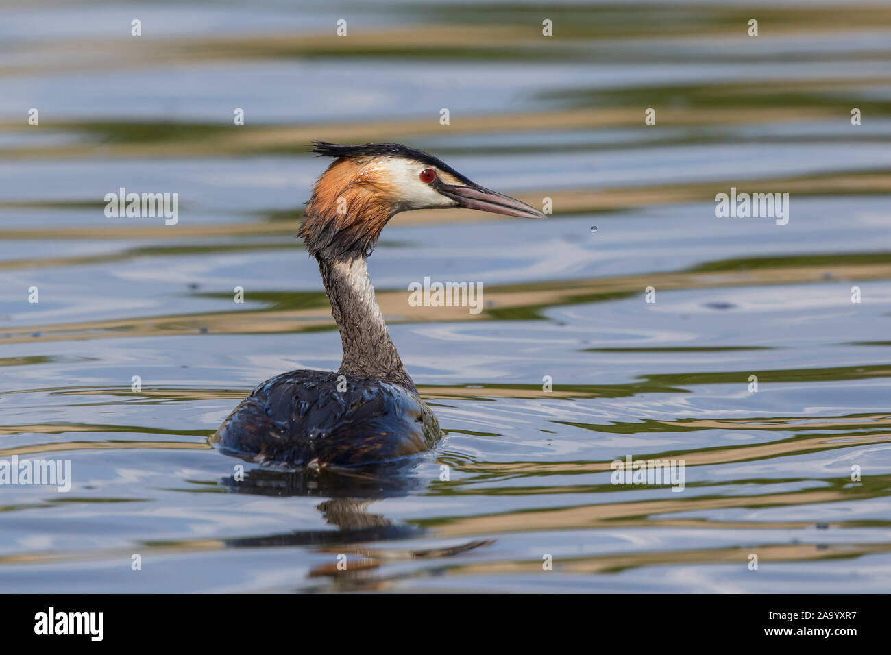 Uk freshwater diving bird hi-res stock photography and images - Alamy