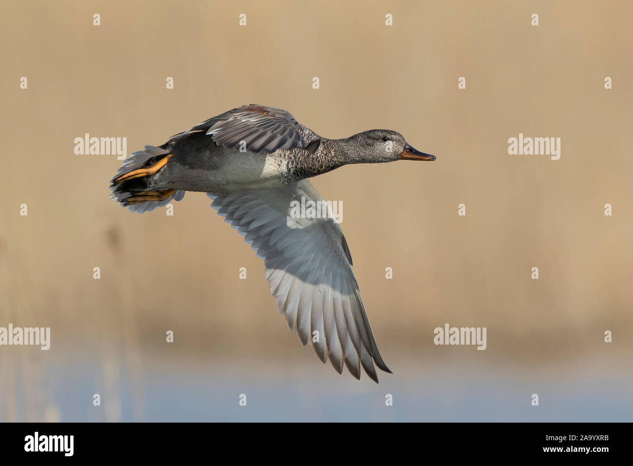 Feather gadwall detail hi-res stock photography and images - Alamy