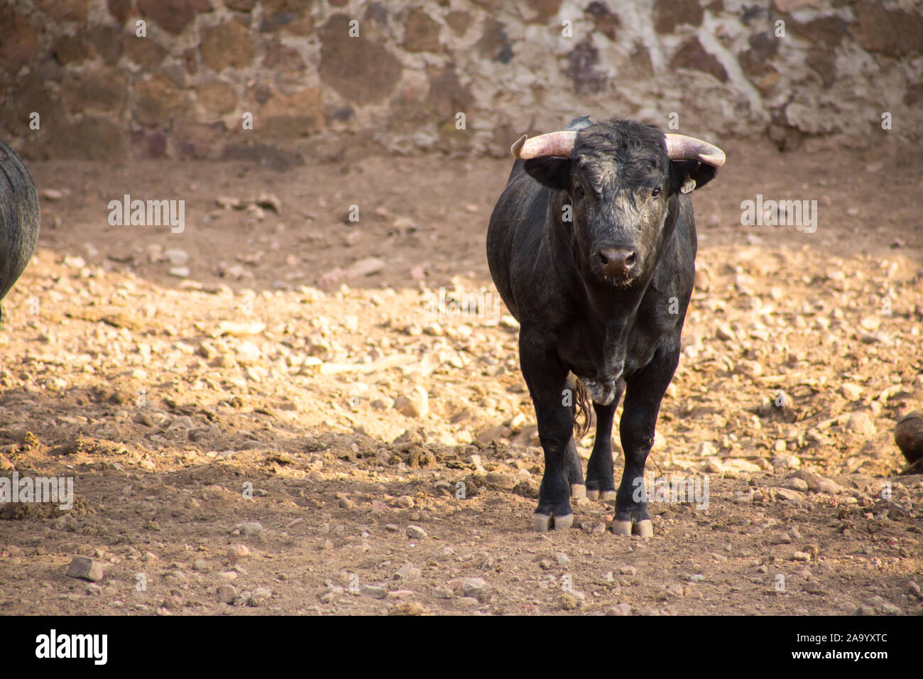 Bulls in a cattle raising ranch in mexico Stock Photo - Alamy