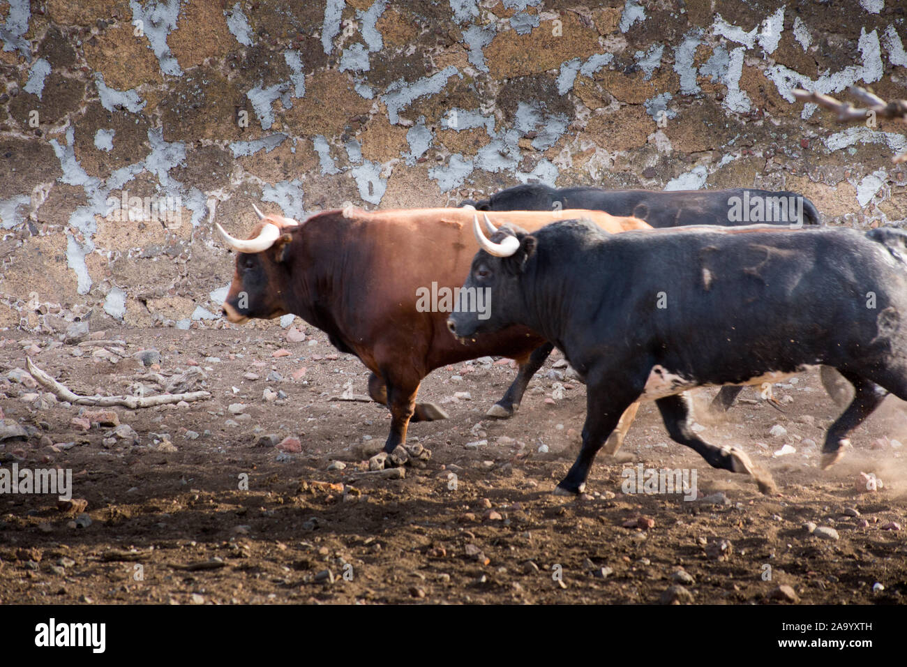 Bulls running in a cattle raising ranch in mexico in a cattle raising ...
