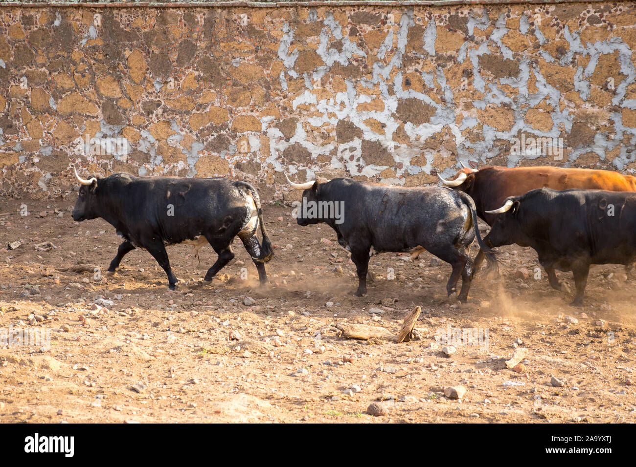 Bull running mexico hi-res stock photography and images - Alamy