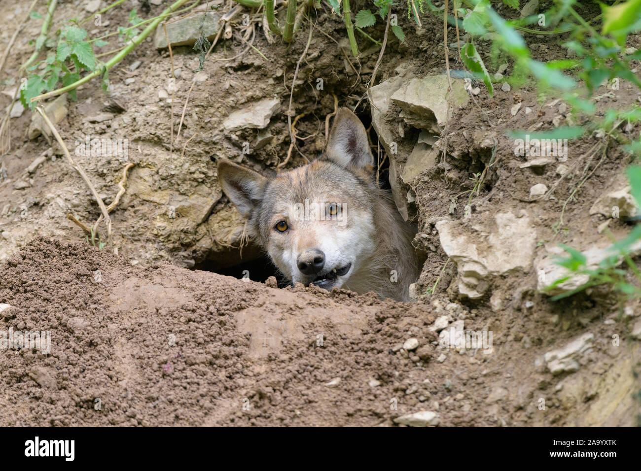 Wolf, Canis lupus, in cave Stock Photo - Alamy