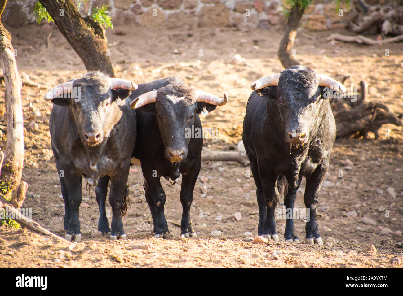 Bulls in a cattle raising ranch in mexico Stock Photo - Alamy