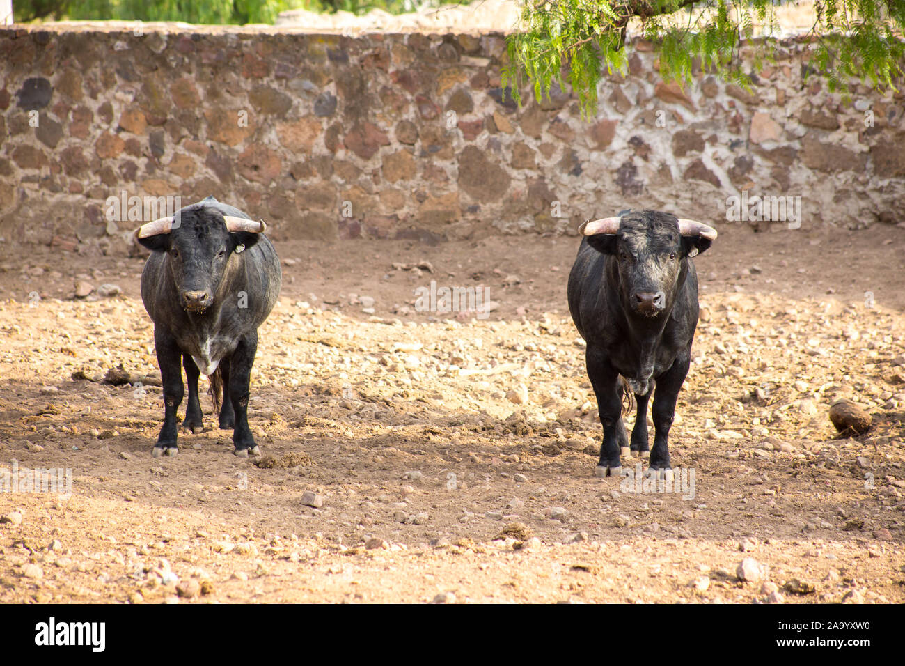 Bulls in a cattle raising ranch in mexico Stock Photo - Alamy