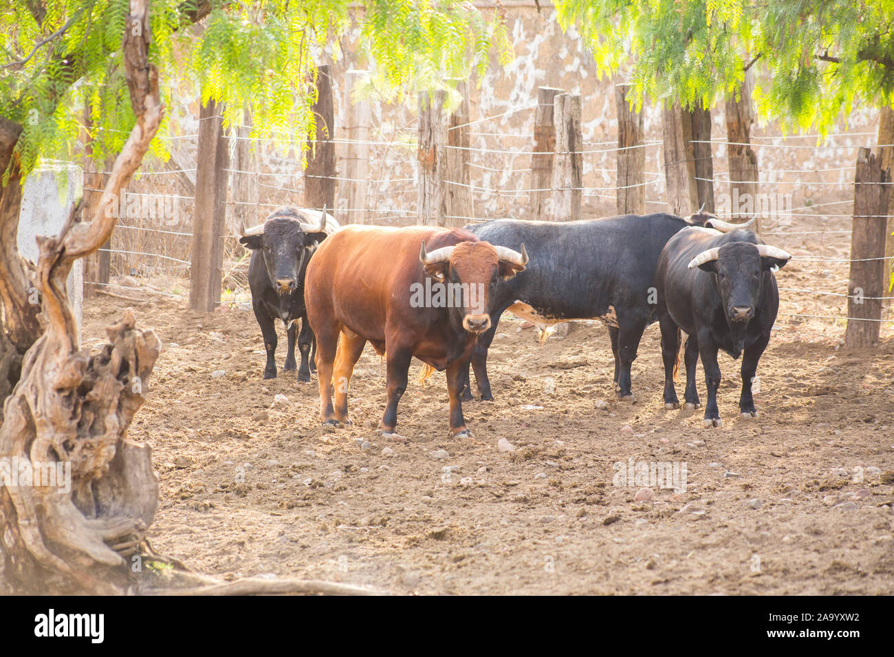 Ferocious bulls hi-res stock photography and images - Alamy