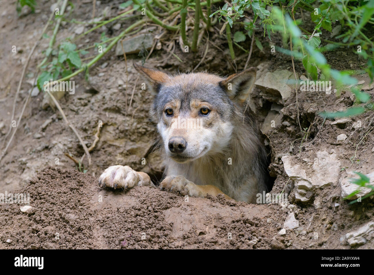 Wolf, Canis lupus, in cave Stock Photo - Alamy