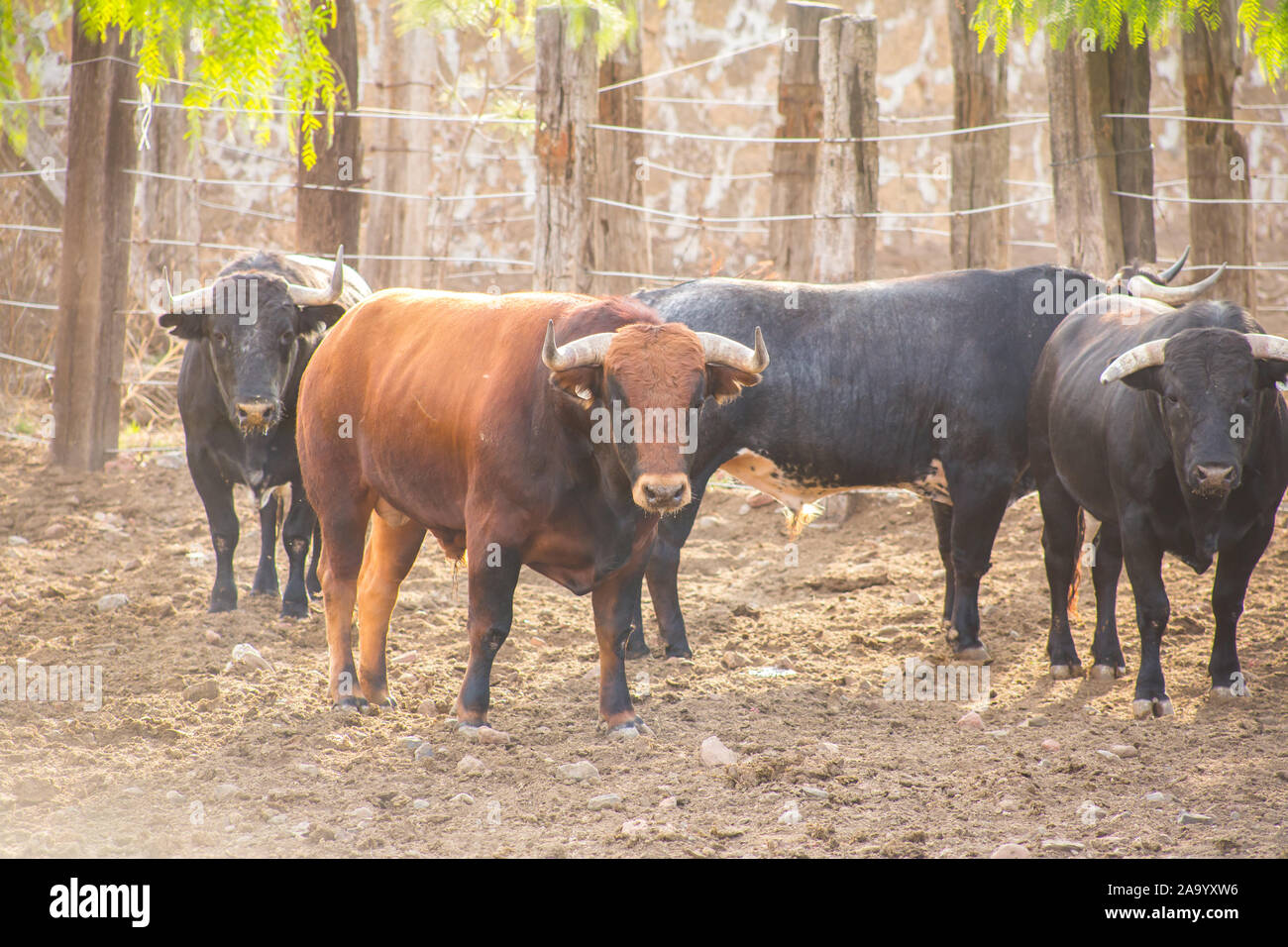 Bulls in a cattle raising ranch in mexico Stock Photo - Alamy