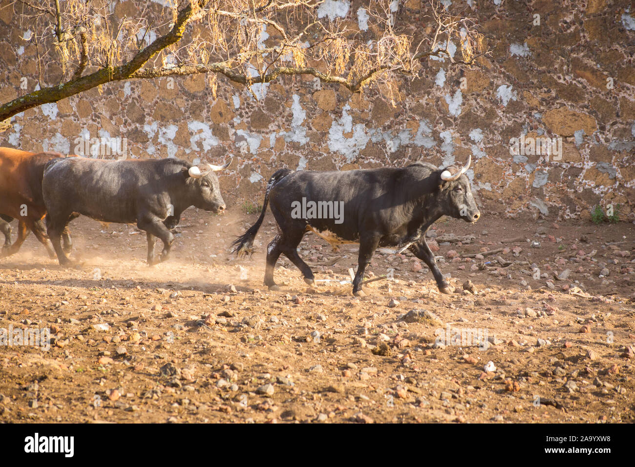 Bulls running in a cattle raising ranch in mexico in a cattle raising ...
