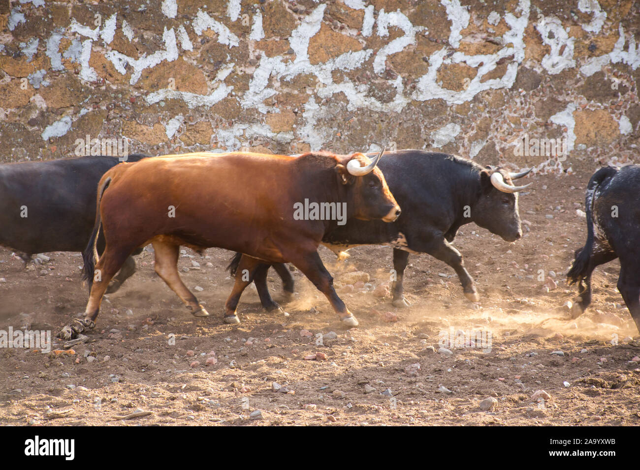 Bulls running in a cattle raising ranch in mexico in a cattle raising ...