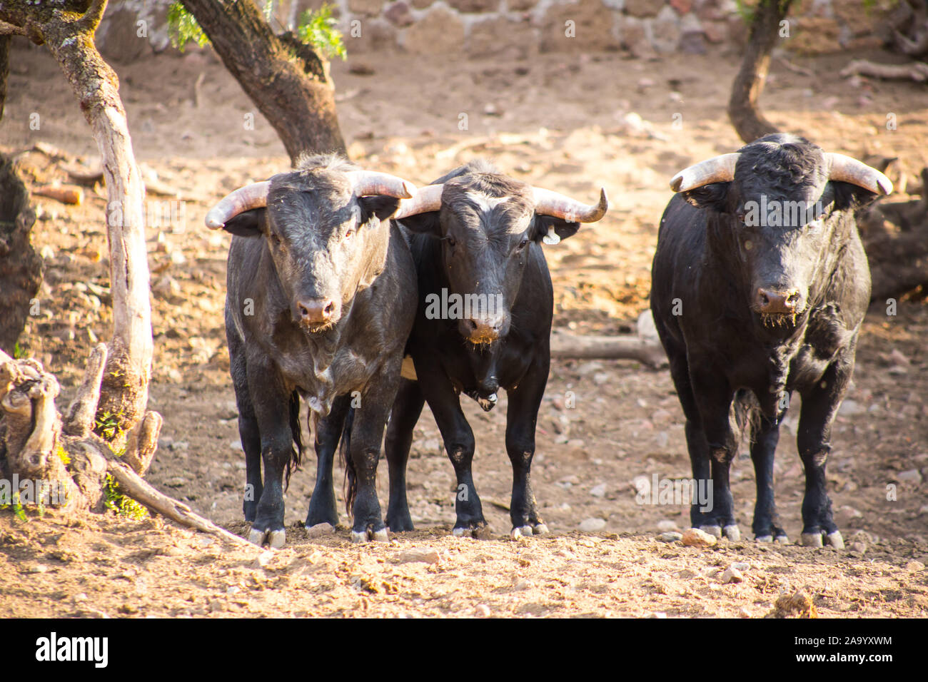 Bulls in a cattle raising ranch in mexico Stock Photo - Alamy