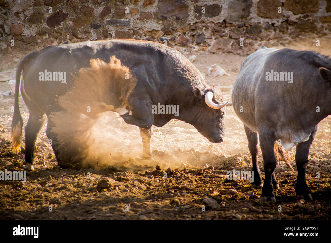 Bull charging bullfighter hi-res stock photography and images - Alamy