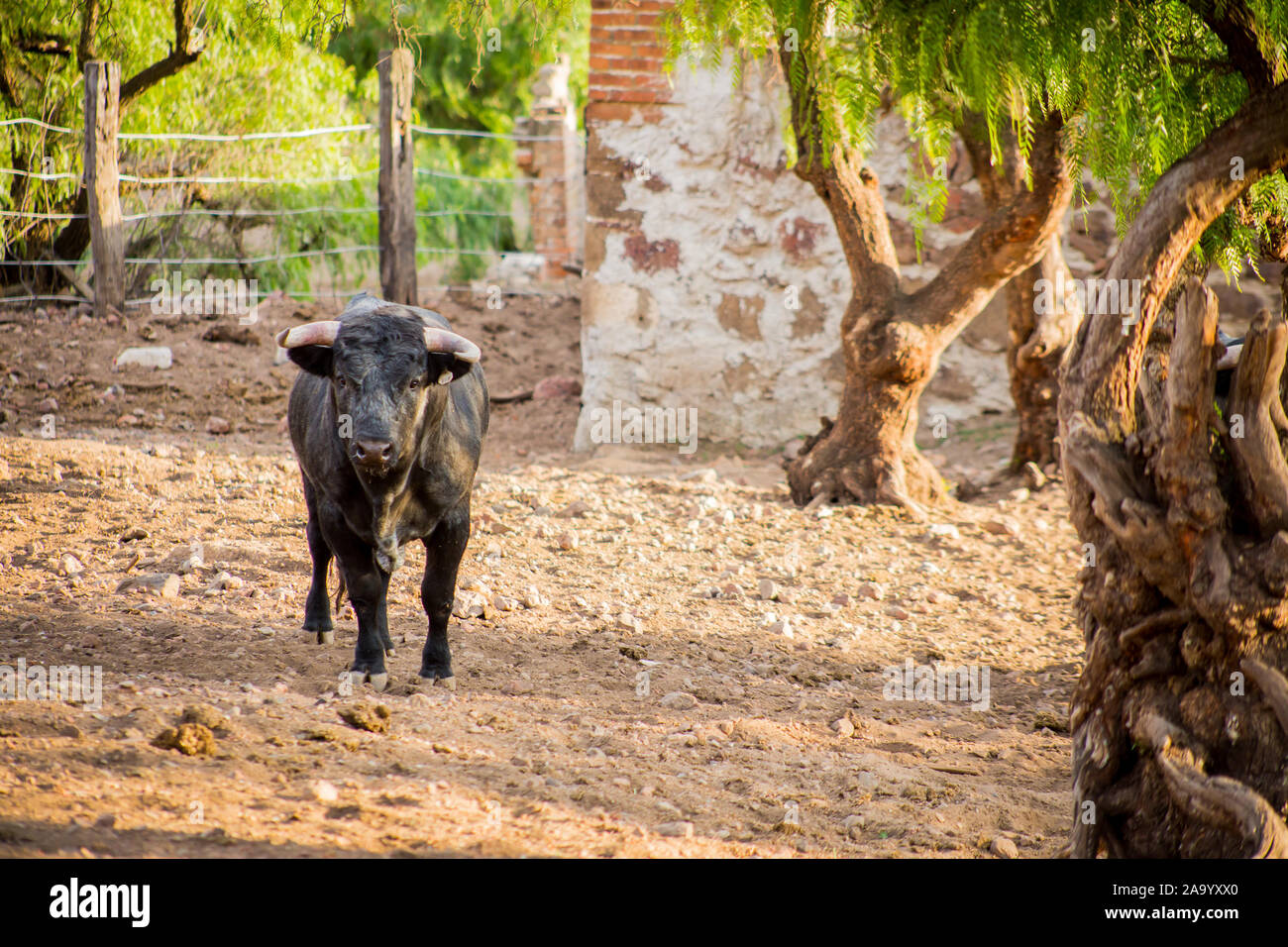 Bulls in a cattle raising ranch in mexico Stock Photo - Alamy