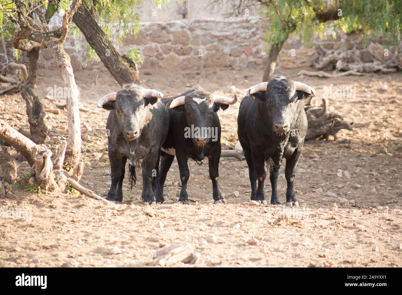 Bulls in a cattle raising ranch in mexico Stock Photo - Alamy