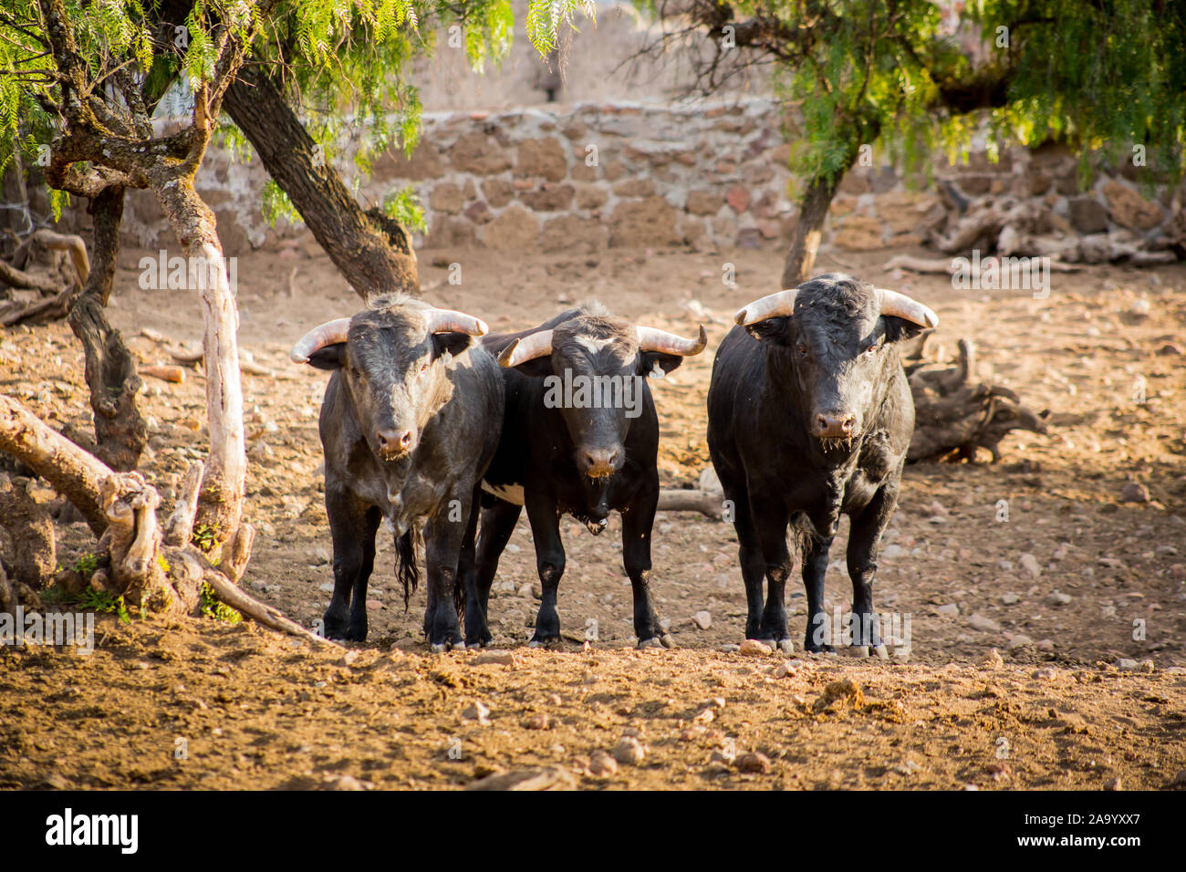 Bulls in a cattle raising ranch in mexico Stock Photo - Alamy