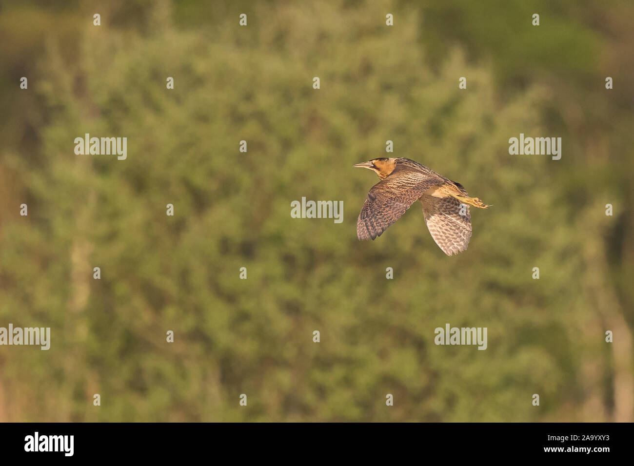 Side view of wild, UK bittern bird (Botaurus stellaris) isolated in ...