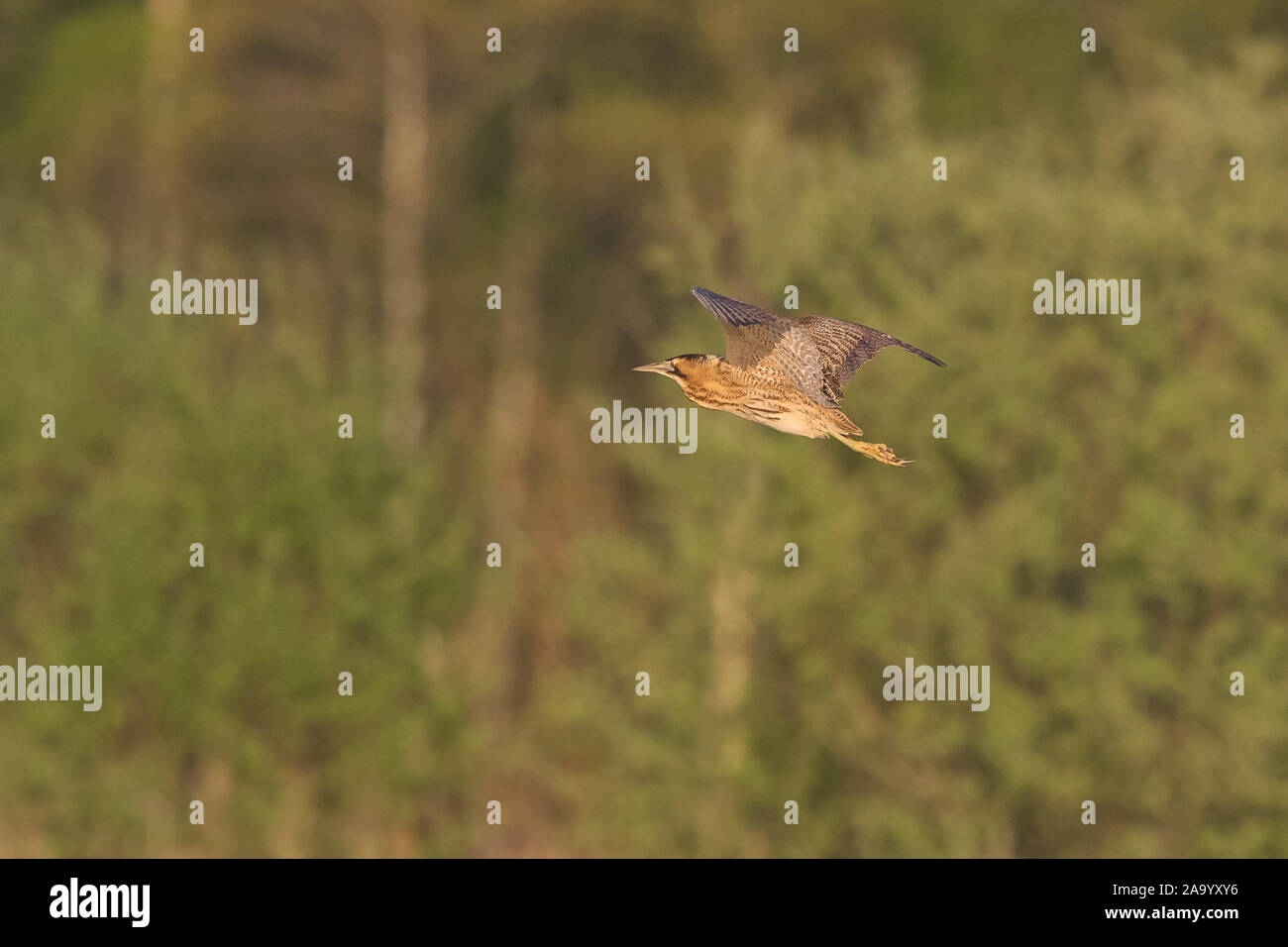 Eurasian bittern uk hi-res stock photography and images - Alamy