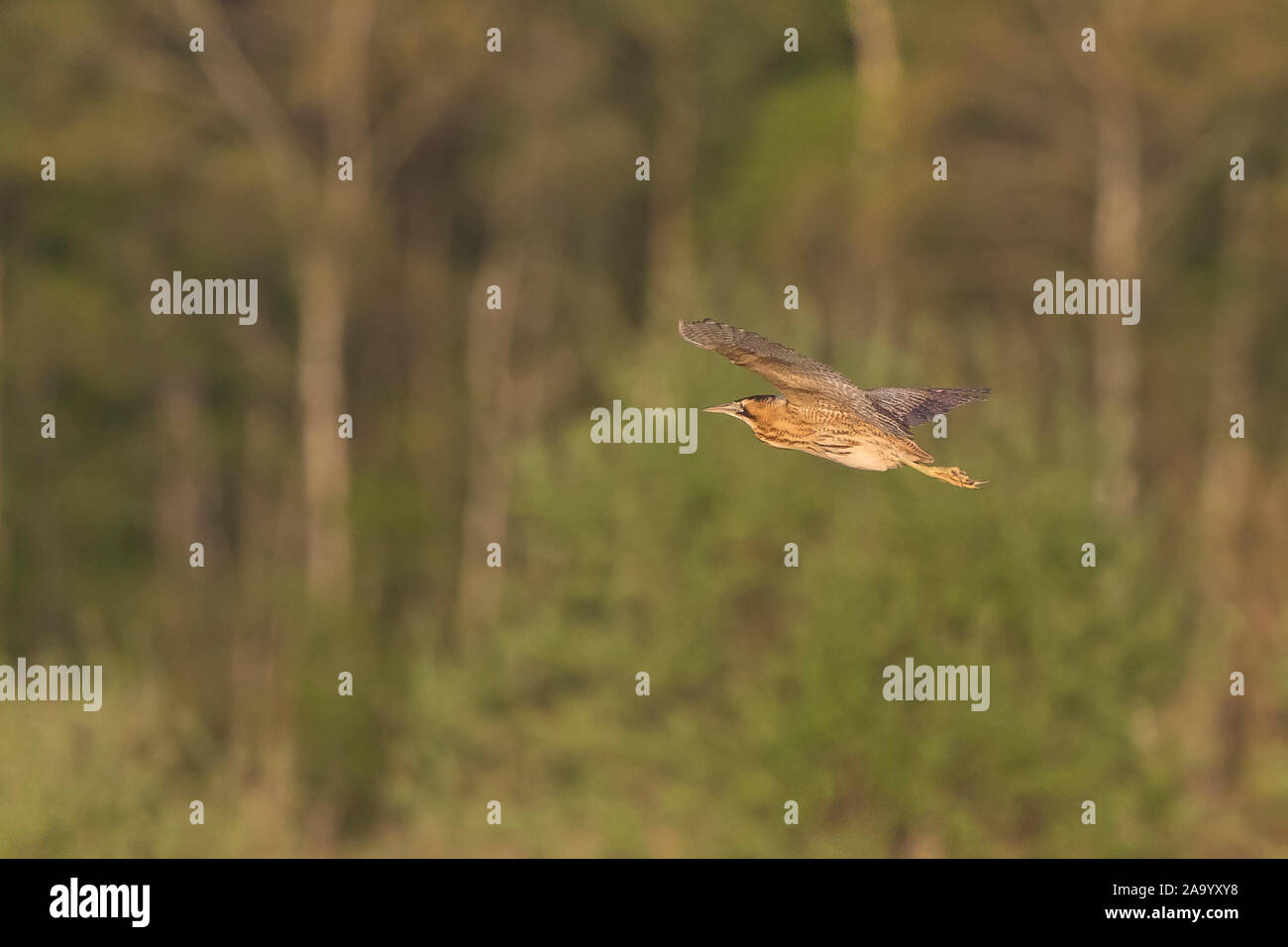 Side view of wild, UK bittern bird (Botaurus stellaris) isolated in ...