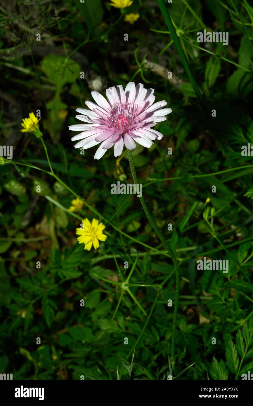 Unusual crepis species hi-res stock photography and images - Alamy