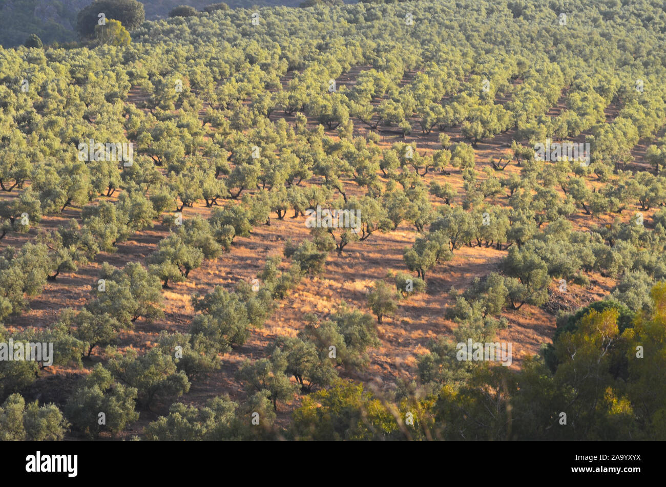 Native Southern Spanish Olive High Resolution Stock Photography and ...