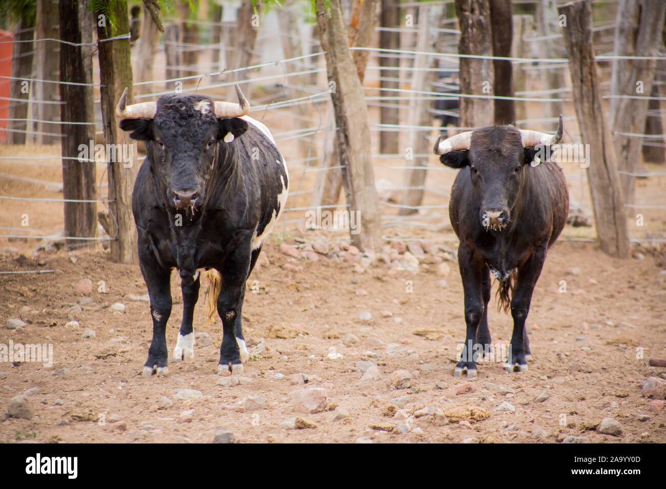 Bulls in a cattle raising ranch in mexico Stock Photo - Alamy
