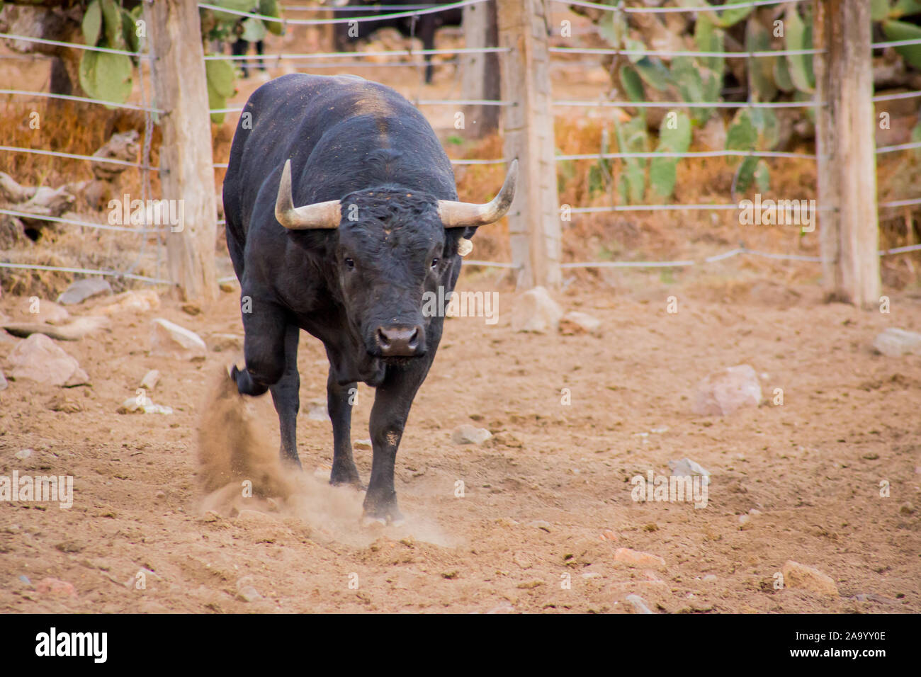 Bulls in a cattle raising ranch in mexico Stock Photo - Alamy