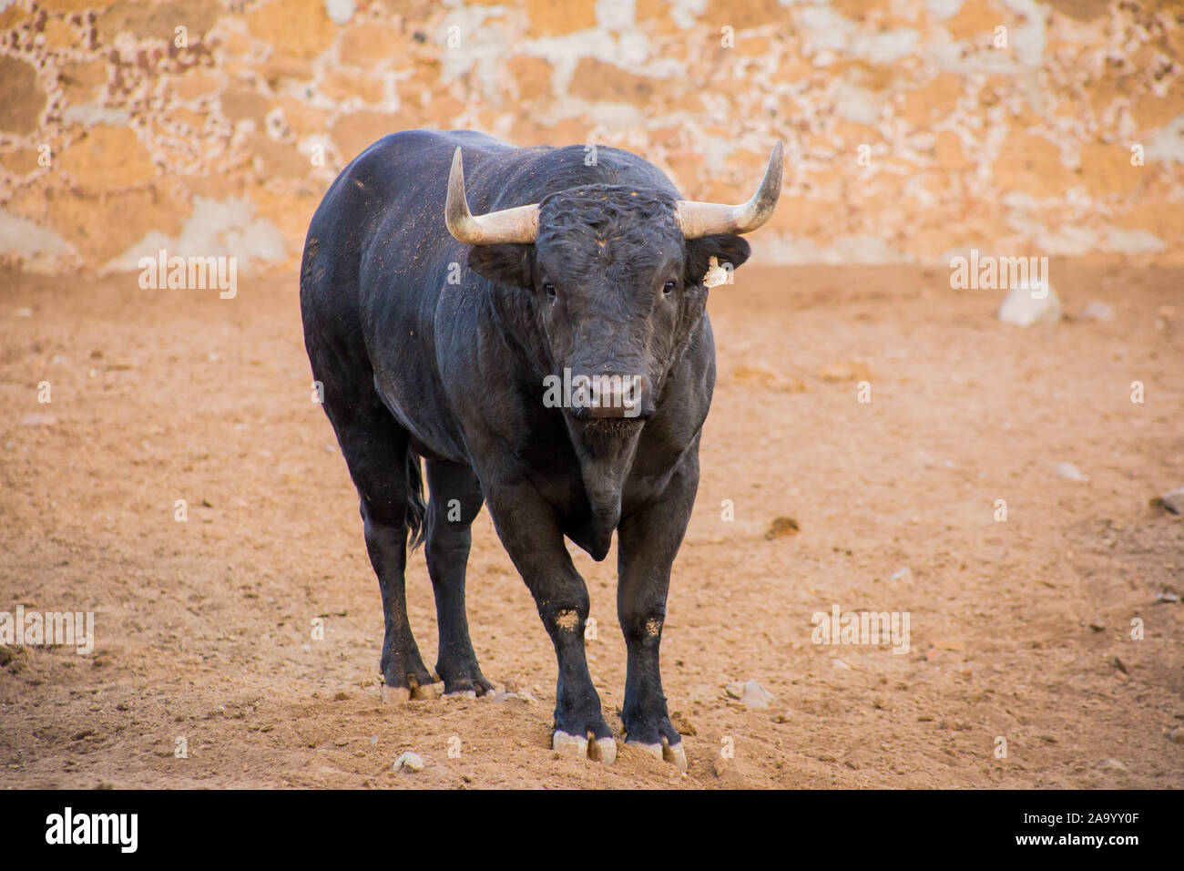 Bulls in a cattle raising ranch in mexico Stock Photo - Alamy