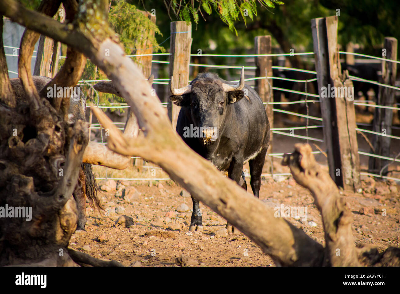 Bulls in a cattle raising ranch in mexico Stock Photo - Alamy