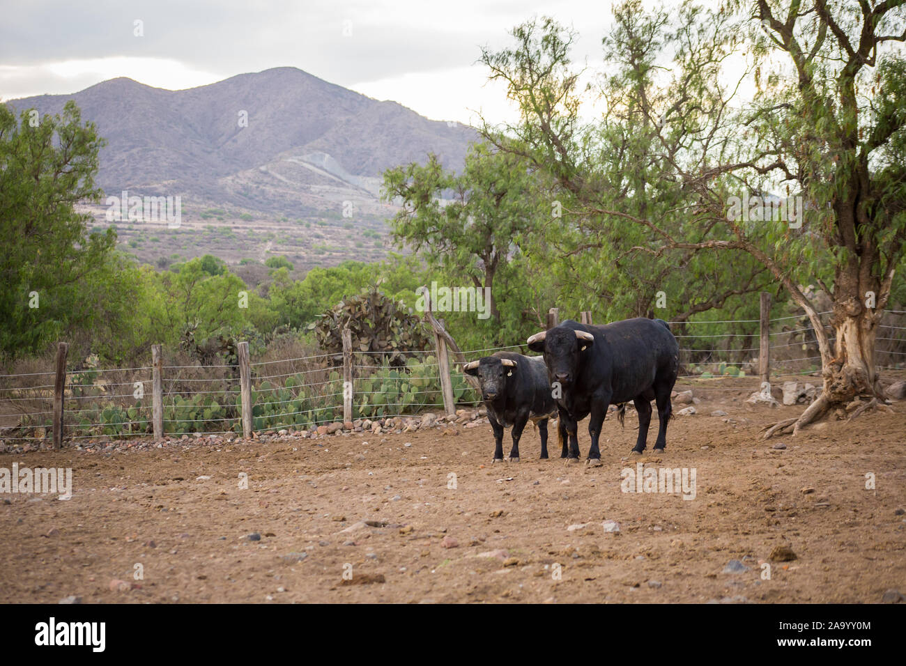 Bulls in a cattle raising ranch in mexico Stock Photo - Alamy