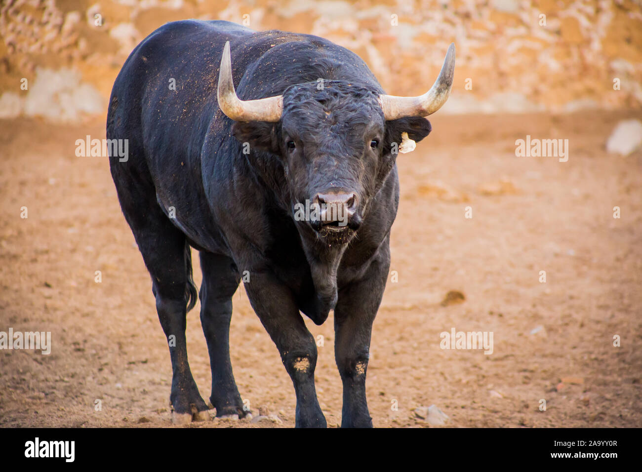 Bulls in a cattle raising ranch in mexico Stock Photo - Alamy
